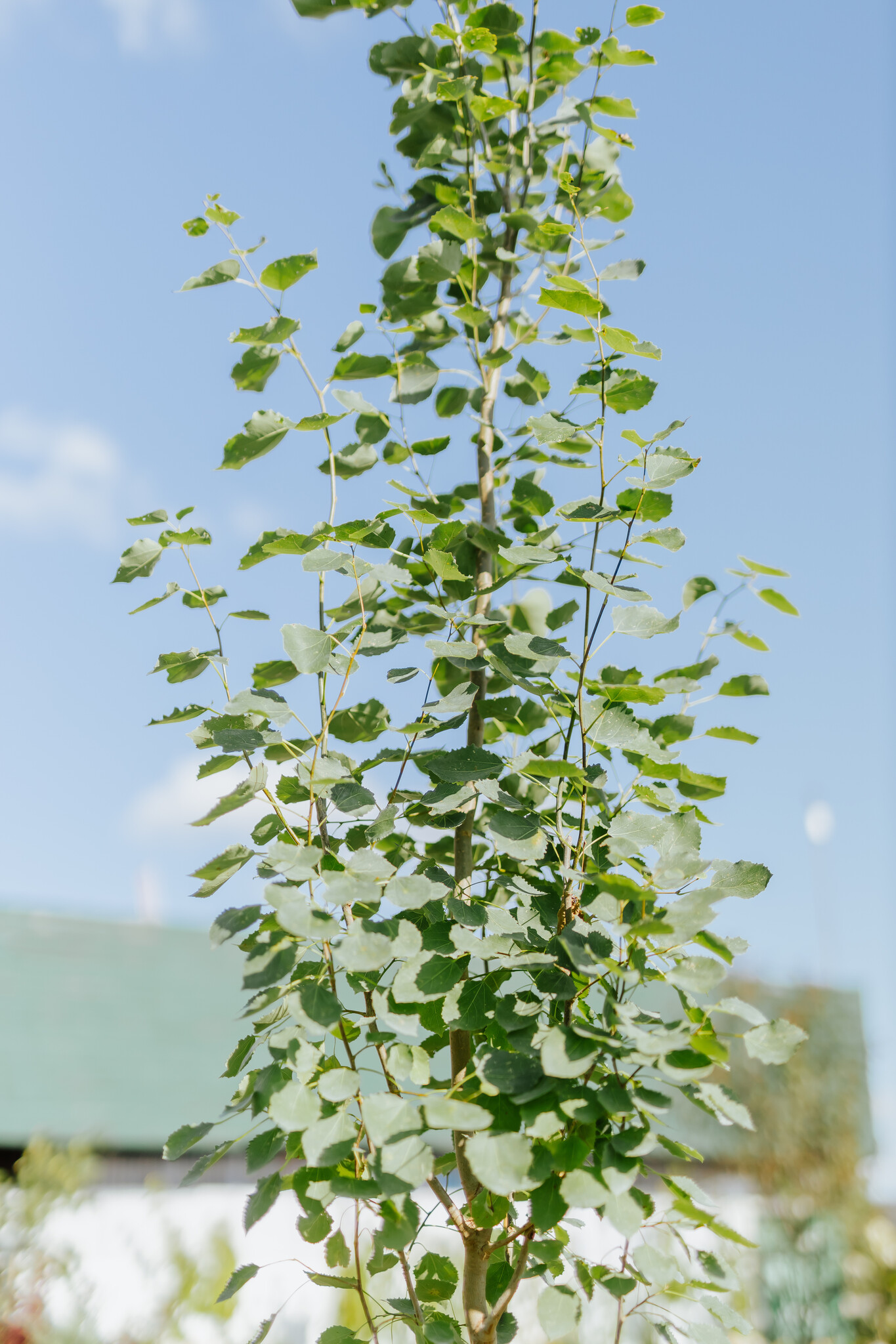 Aspen Guardian Columnar - Dutch Growers Saskatoon