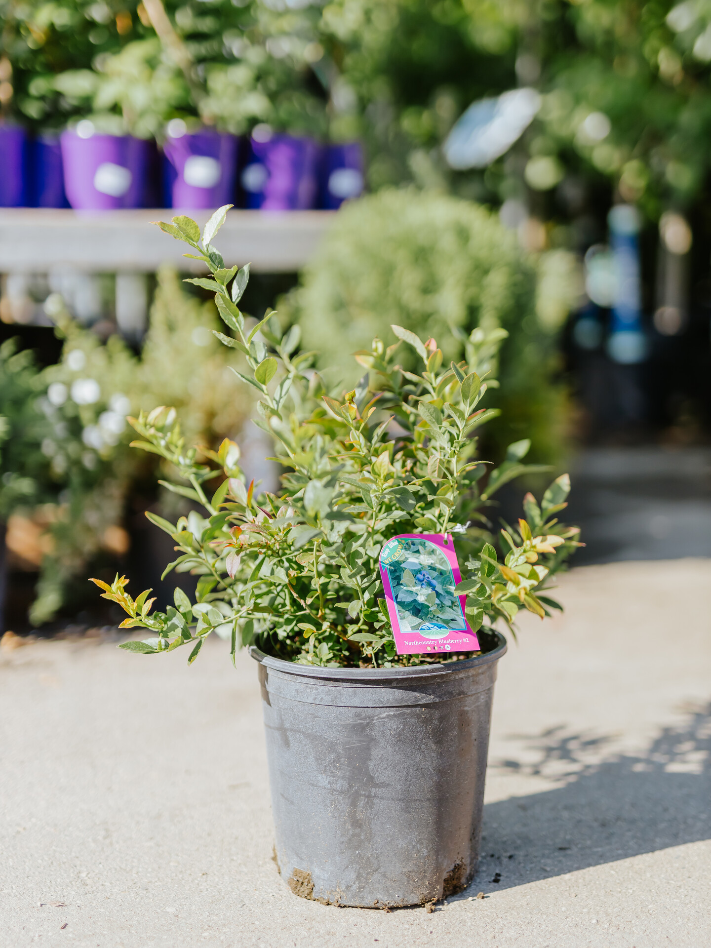 Trees & Shrubs | Dutch Growers Saskatoon - Dutch Growers Saskatoon