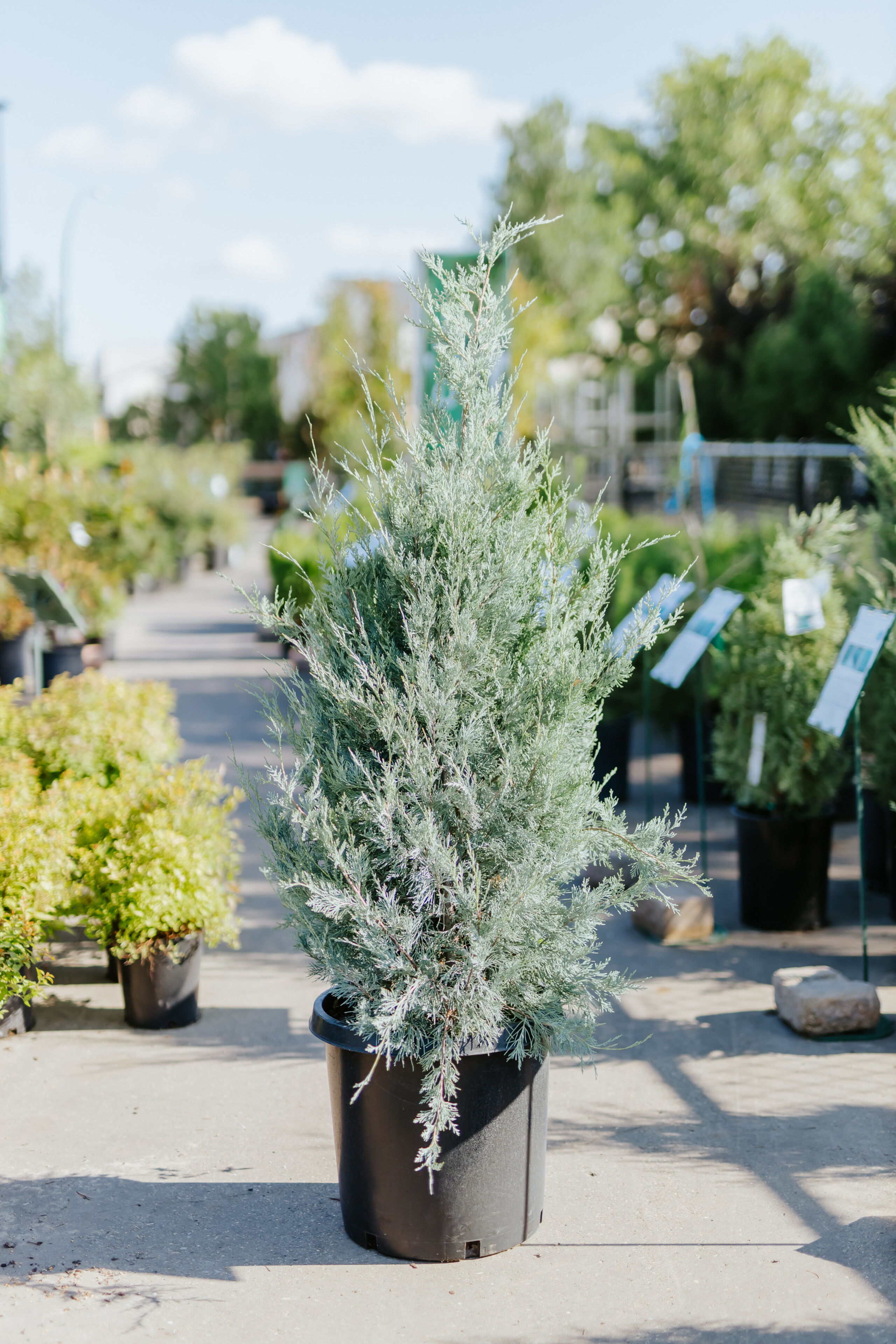 Juniper Wichita Blue - Dutch Growers Saskatoon