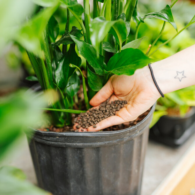 Probiotic Soil Enhancer 1kg - Dutch Growers Saskatoon