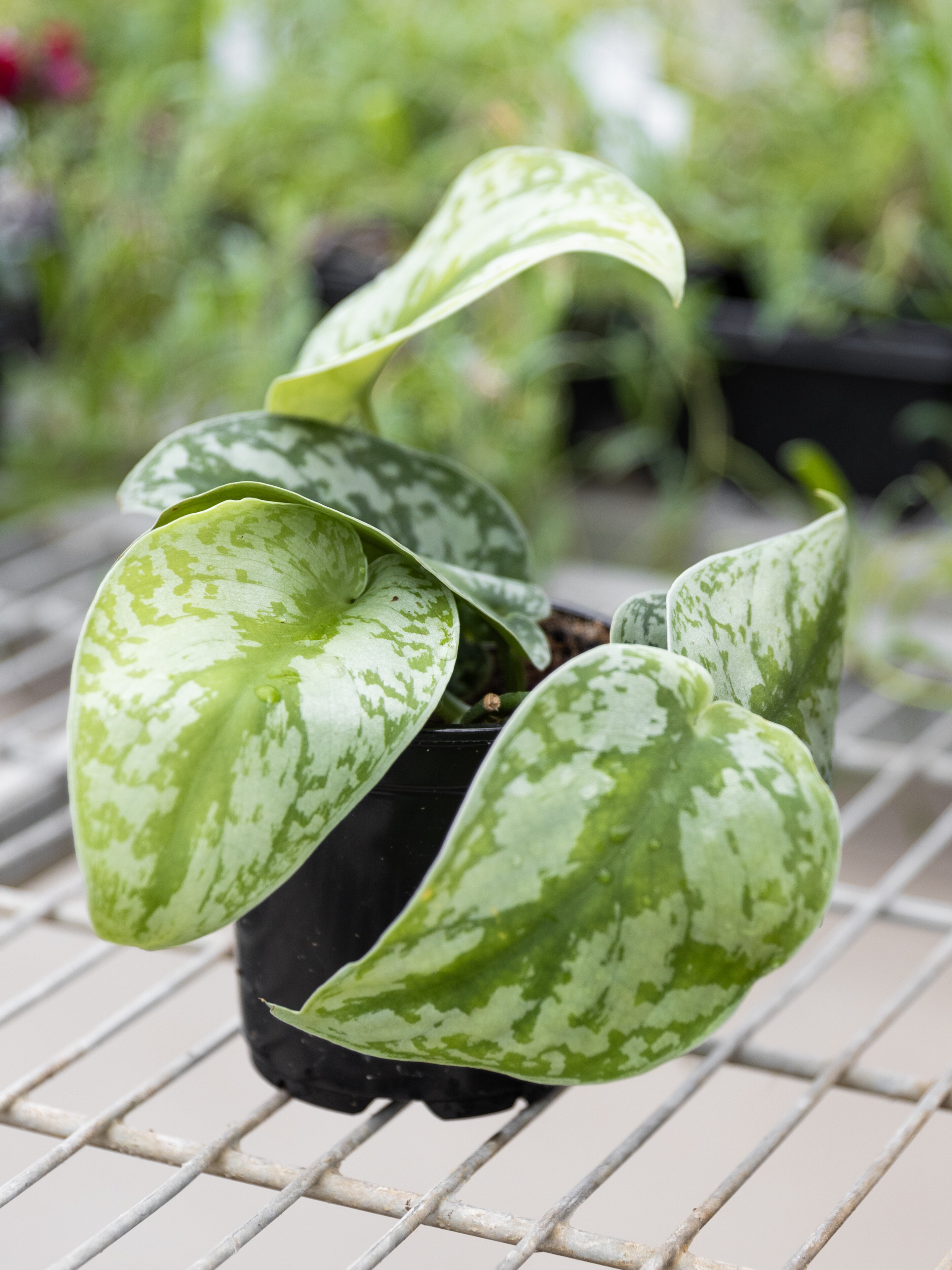 Plants & Pots | Dutch Growers Saskatoon - Dutch Growers Saskatoon