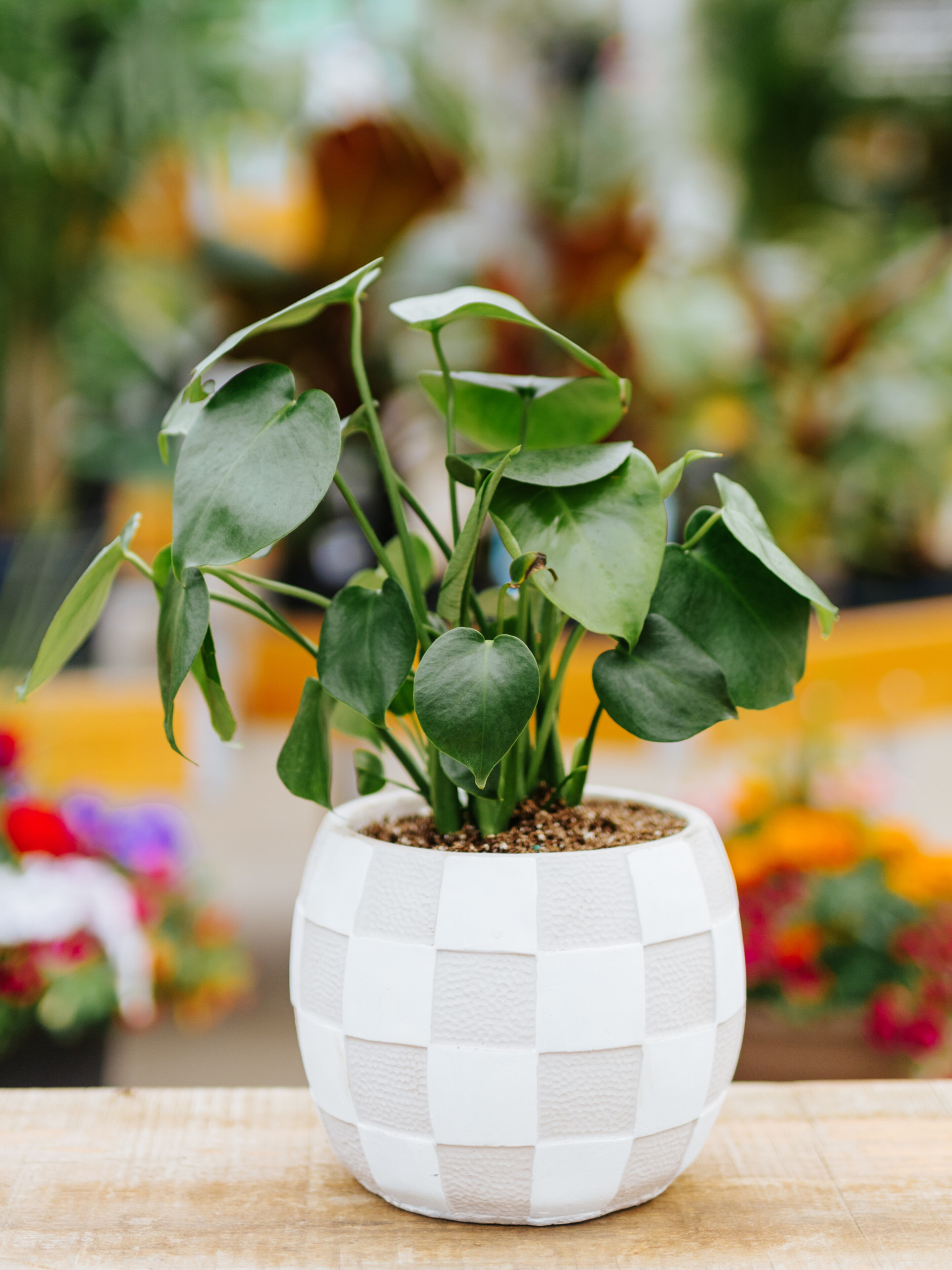 Plants & Pots | Dutch Growers Saskatoon - Dutch Growers Saskatoon