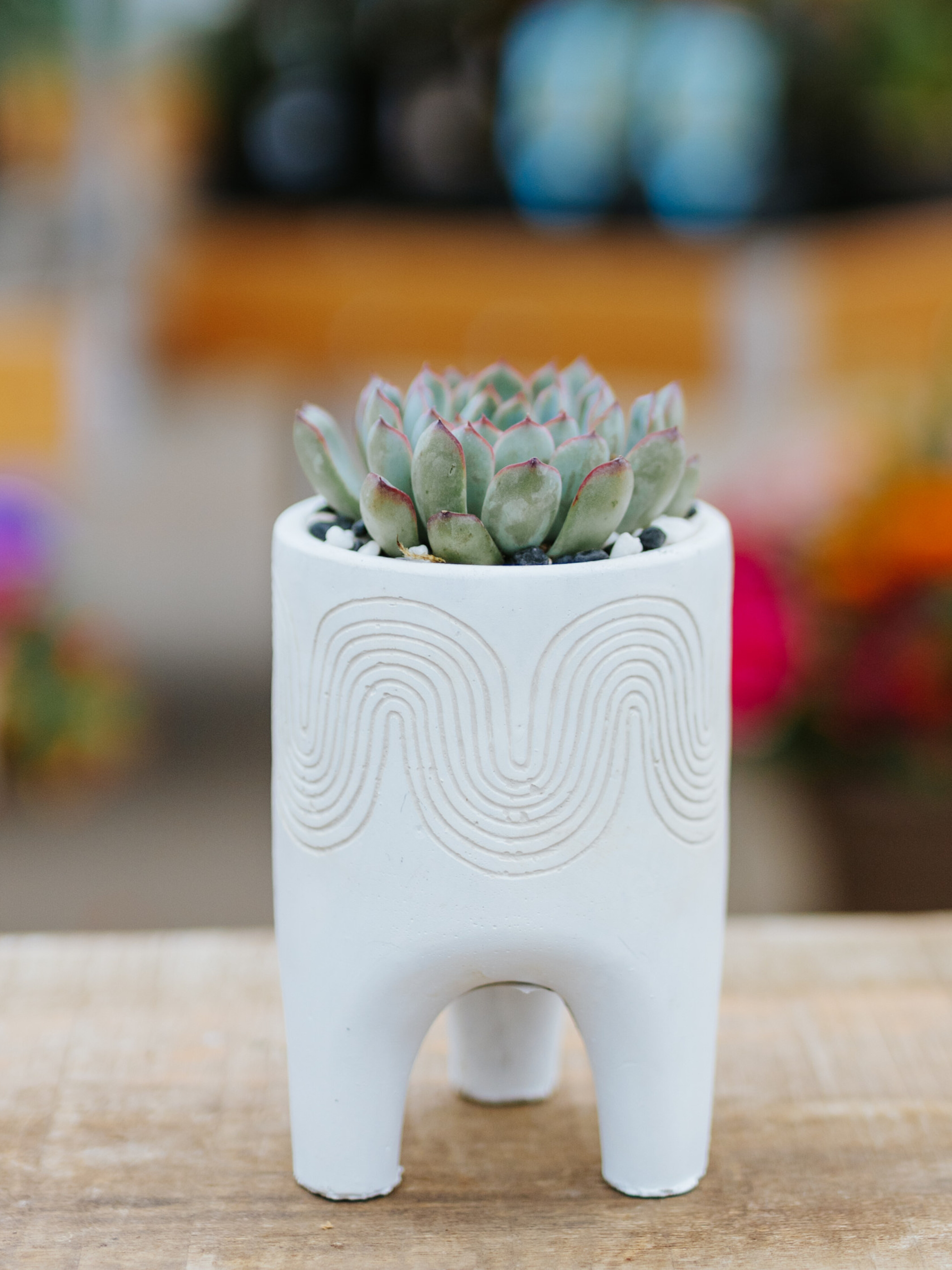 Plants & Pots | Dutch Growers Saskatoon - Dutch Growers Saskatoon