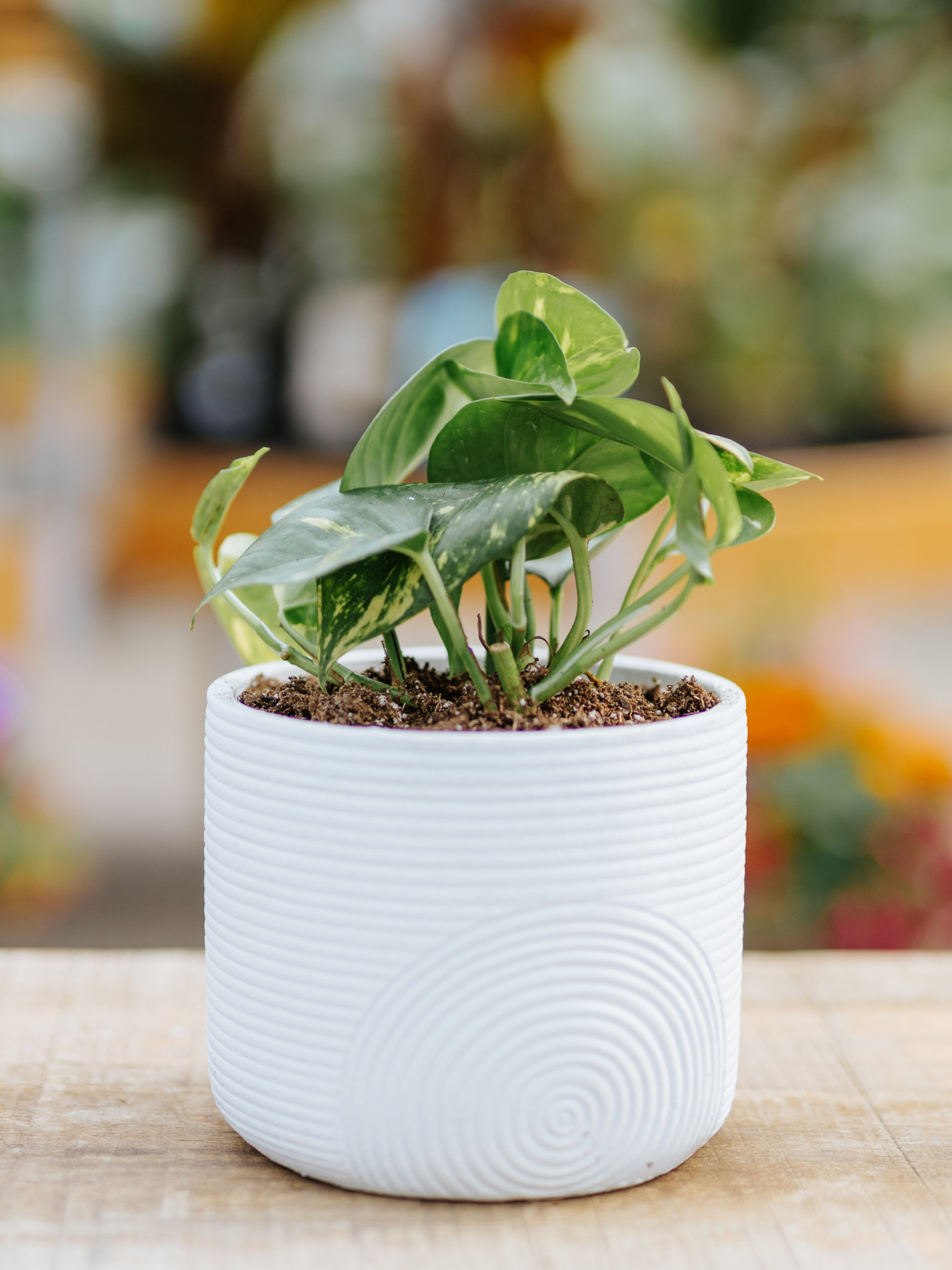 Dutch Growers | Plants & Pots, Plantcare, Fashion, Home & Lifestyle ...