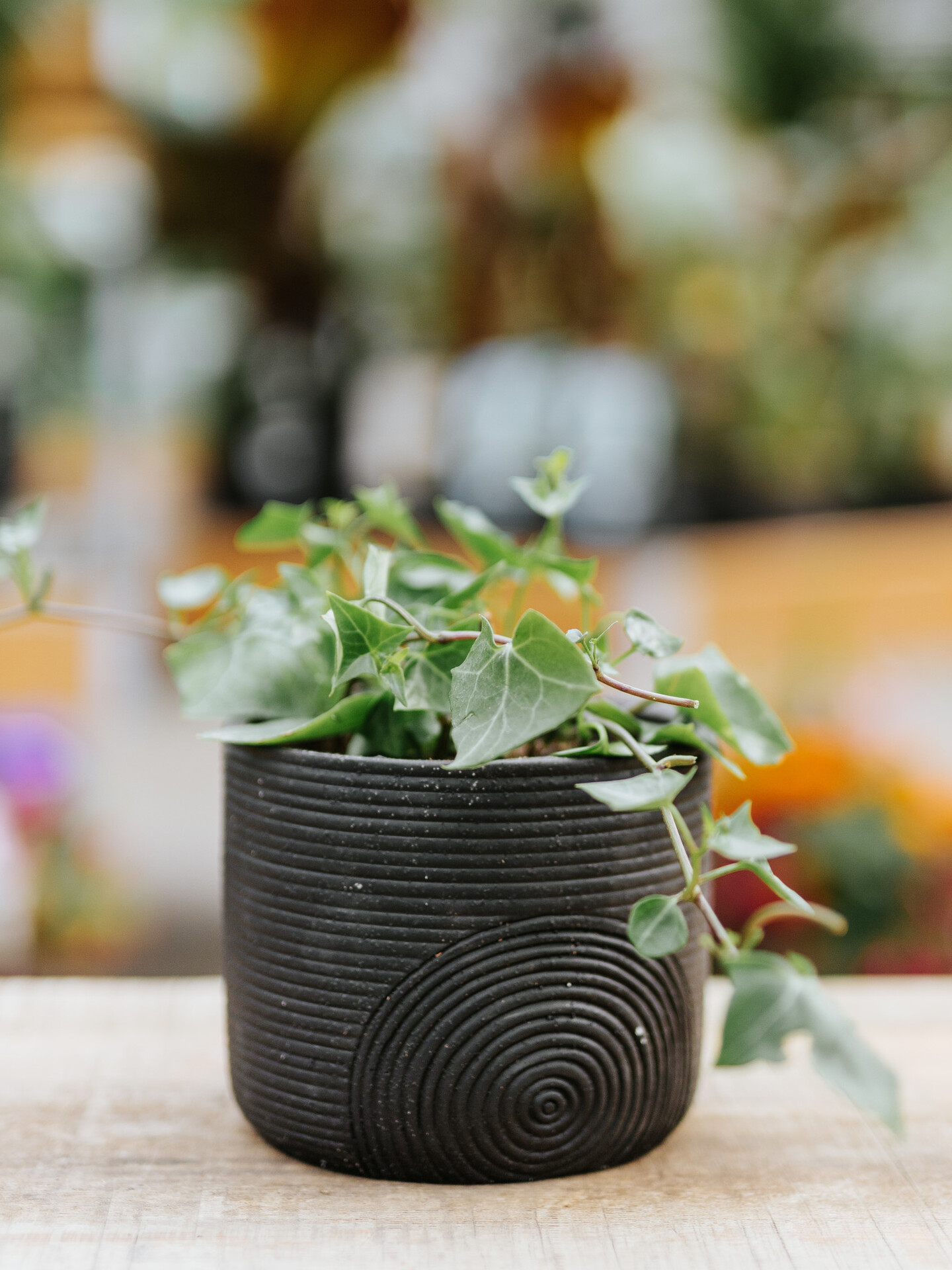 Dutch Growers | Plants & Pots, Plantcare, Fashion, Home & Lifestyle ...