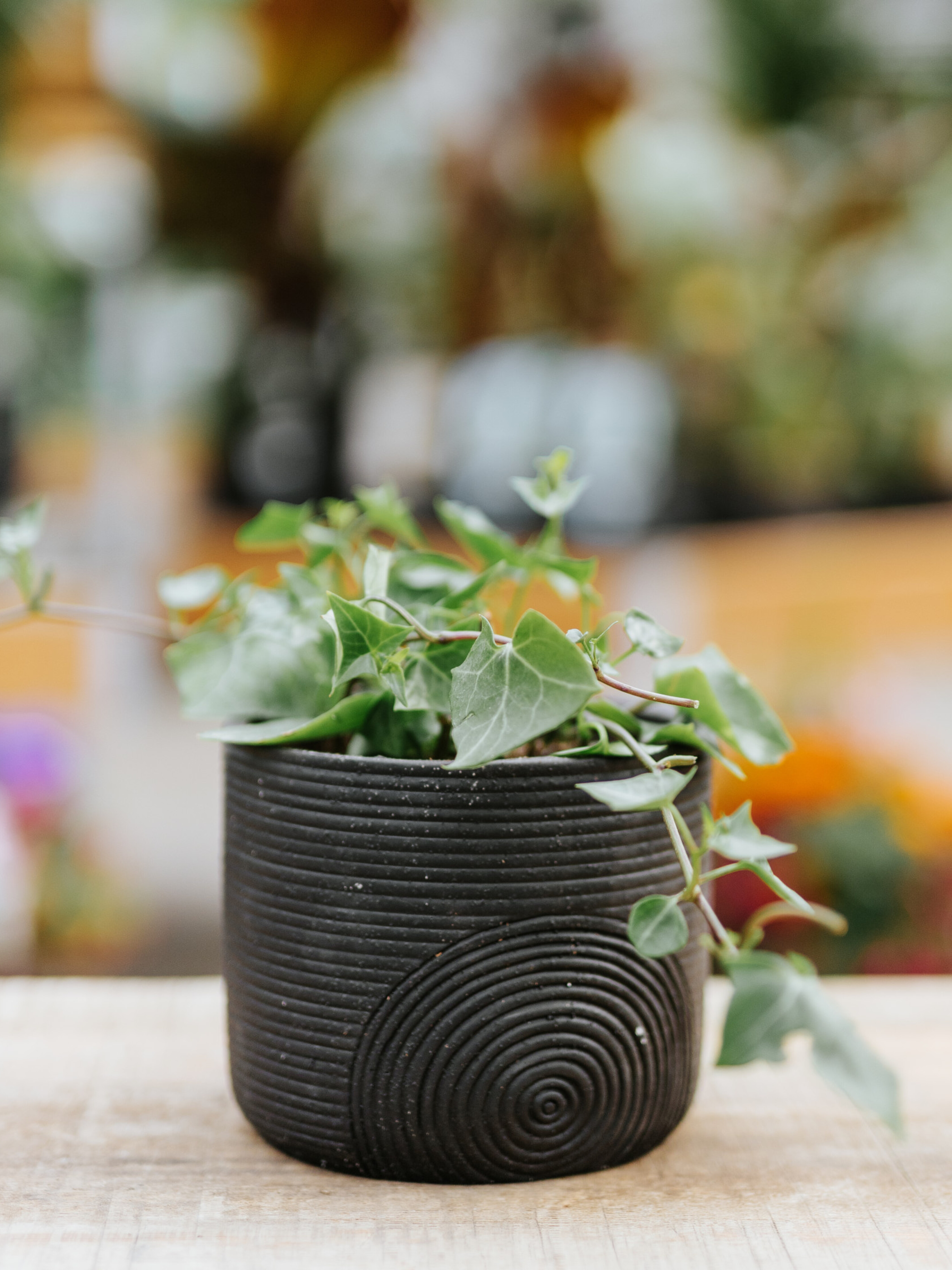 Dutch Growers | Plants & Pots, Plantcare, Fashion, Home & Lifestyle ...
