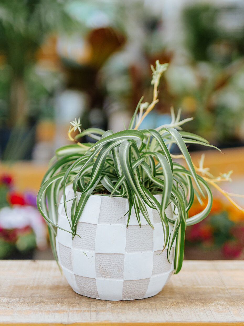 Plants & Pots | Dutch Growers Saskatoon - Dutch Growers Saskatoon