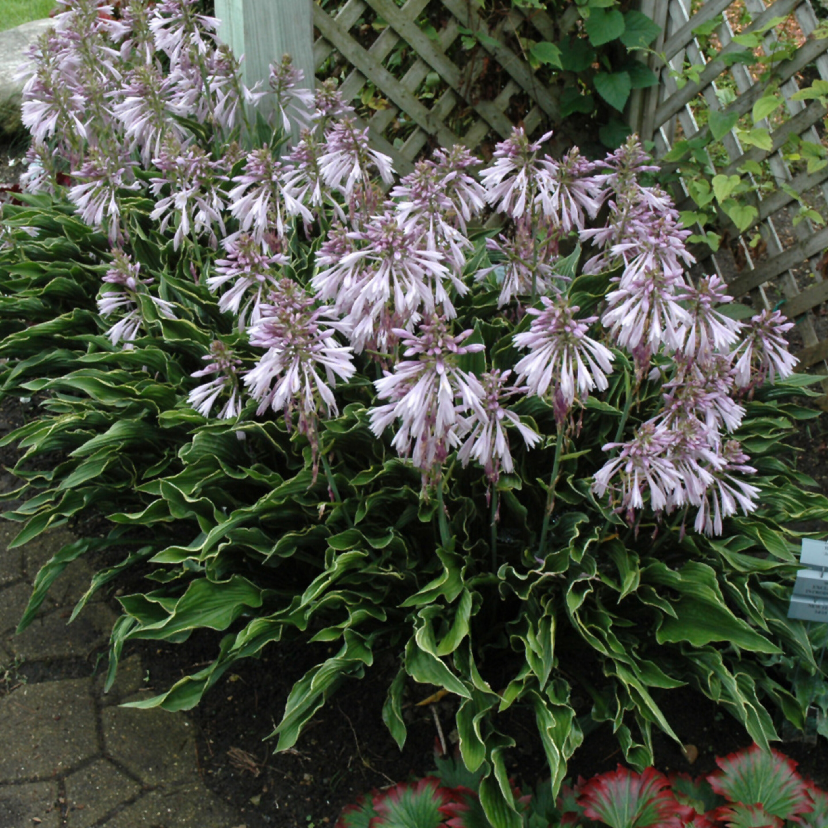 Hosta Praying Hands 5.5" - Dutch Growers Saskatoon