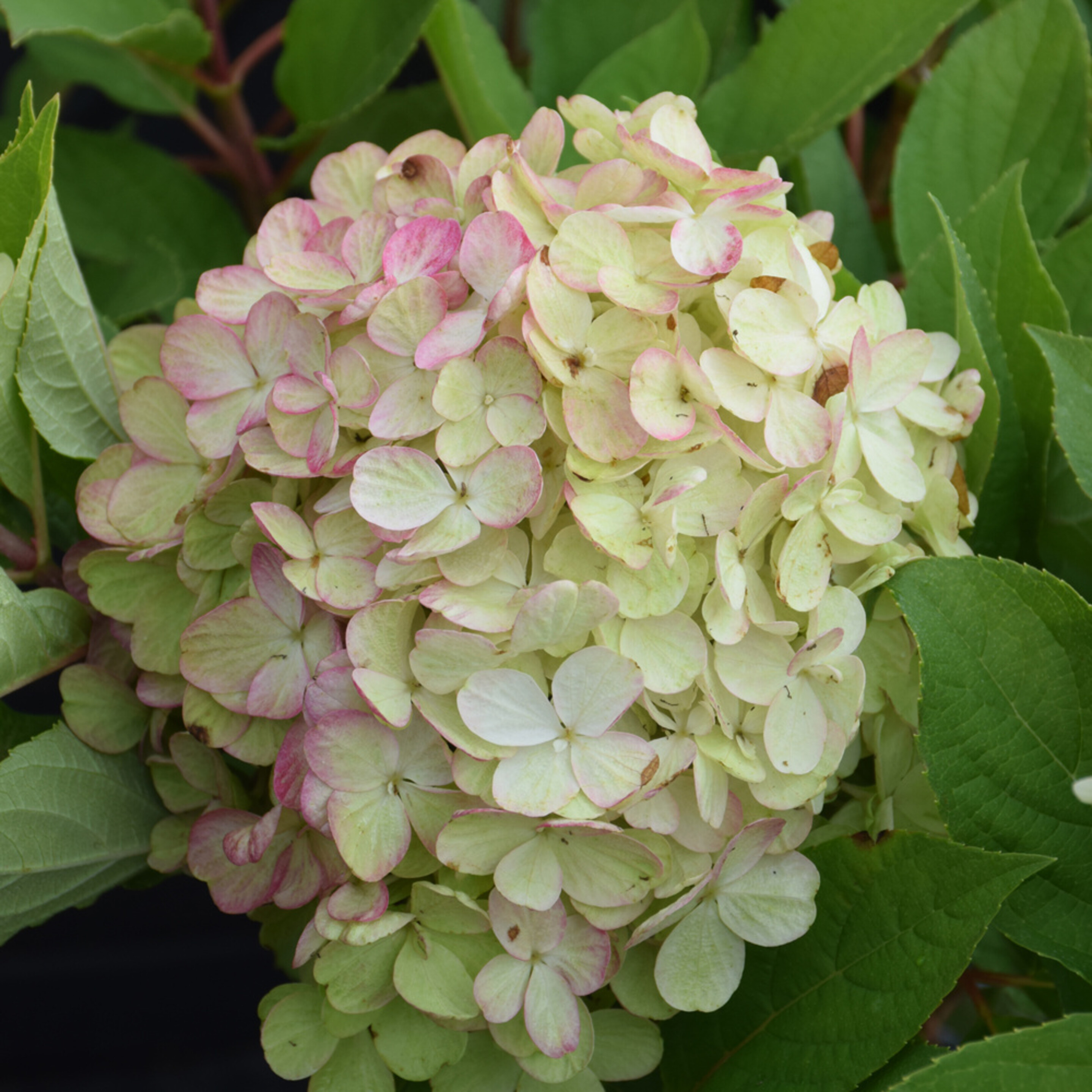 Hydrangea Fire Light Tidbit - Dutch Growers Saskatoon