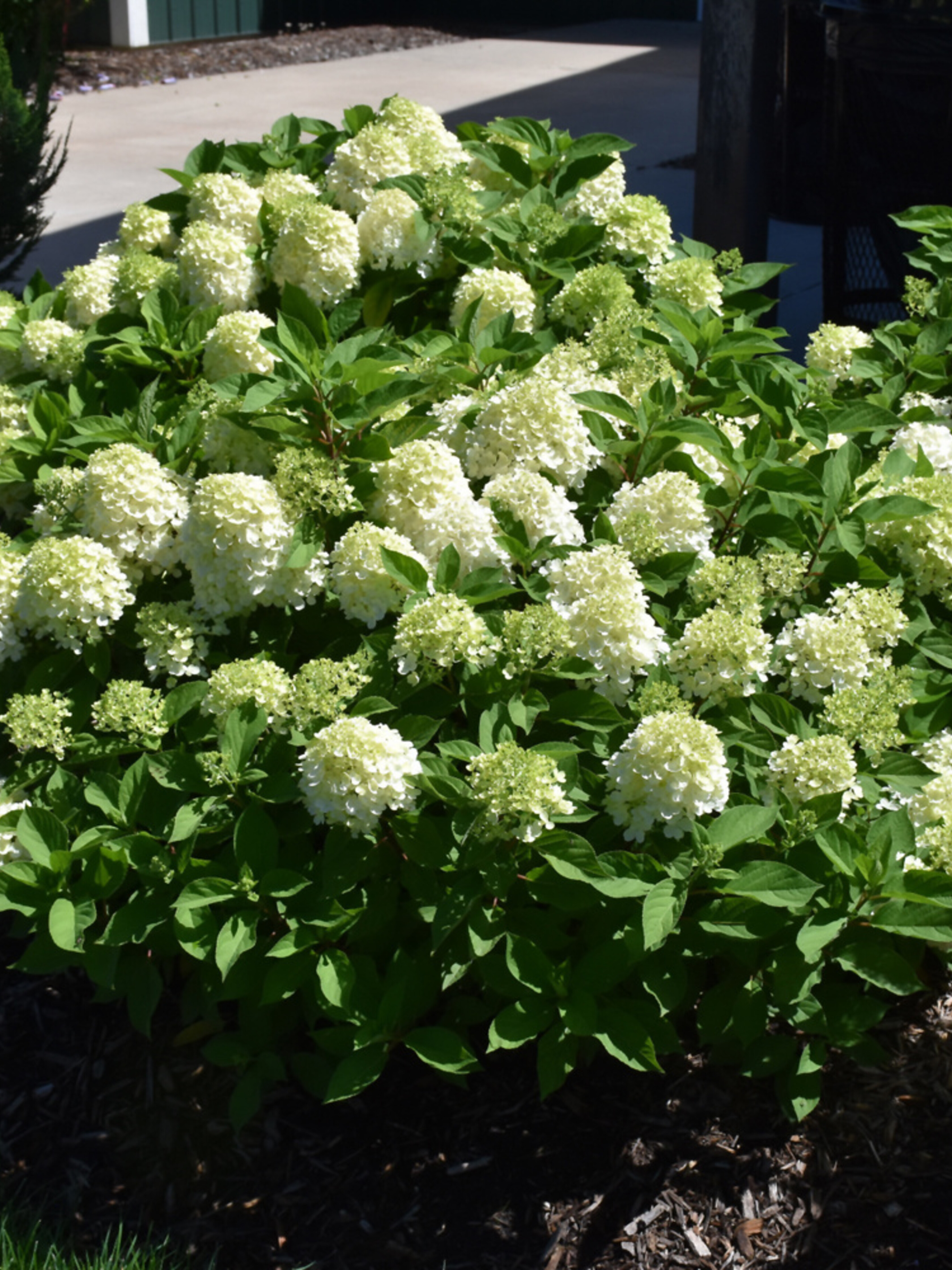 Trees & Shrubs | Dutch Growers Saskatoon - Dutch Growers Saskatoon