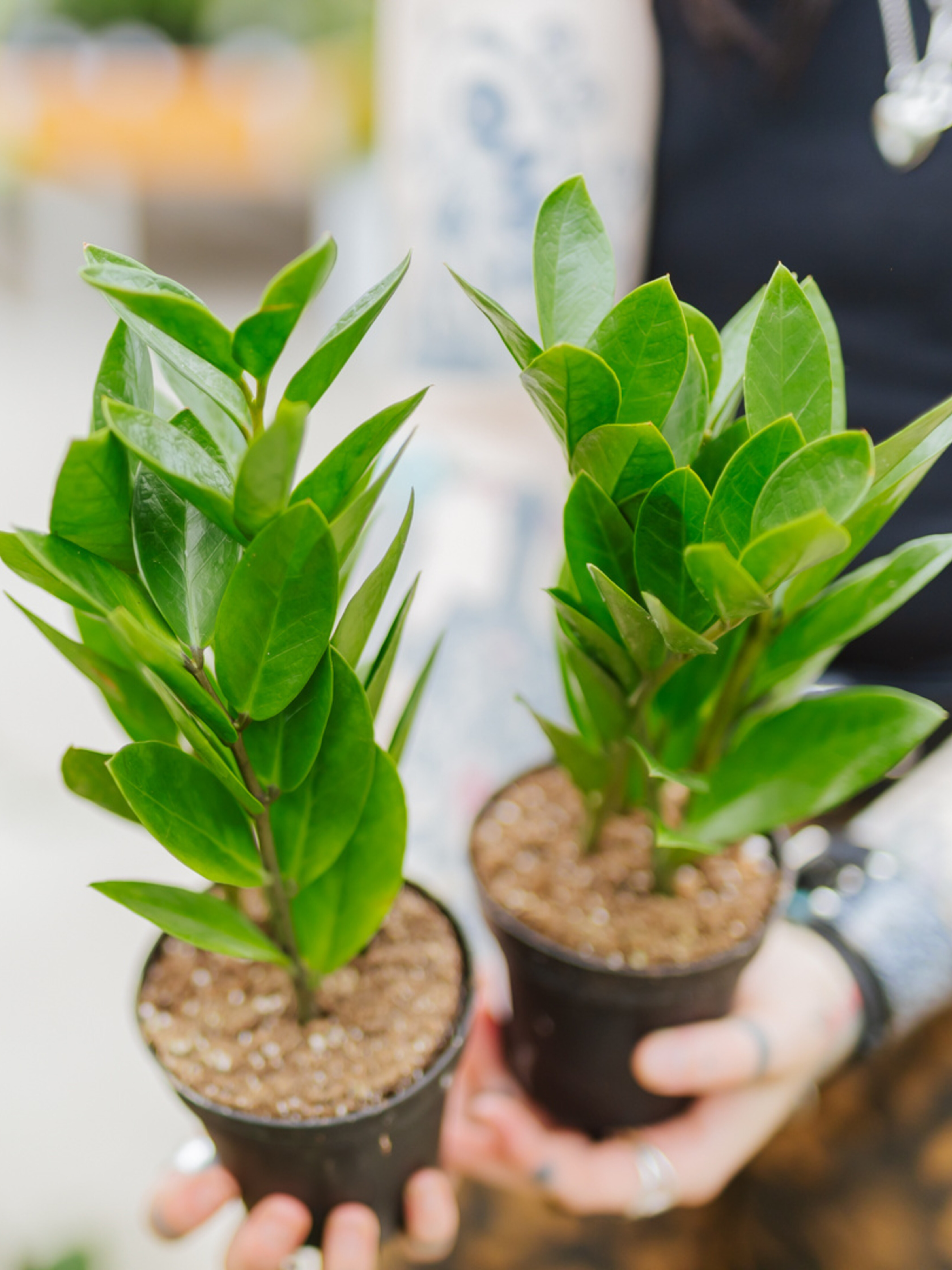 Dutch Growers | Plants & Pots, Plantcare, Fashion, Home & Lifestyle ...