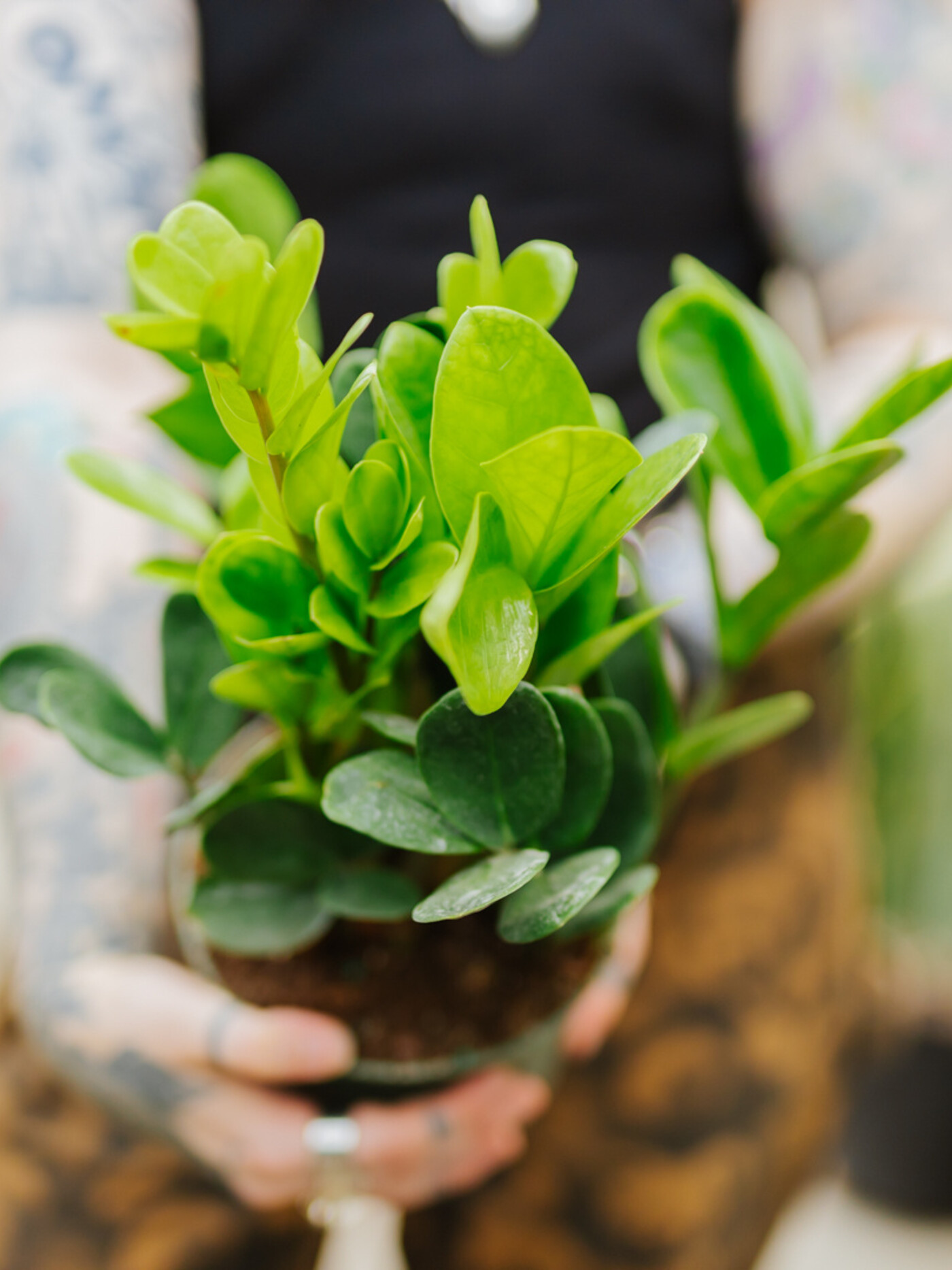 Dutch Growers | Plants & Pots, Plantcare, Fashion, Home & Lifestyle ...