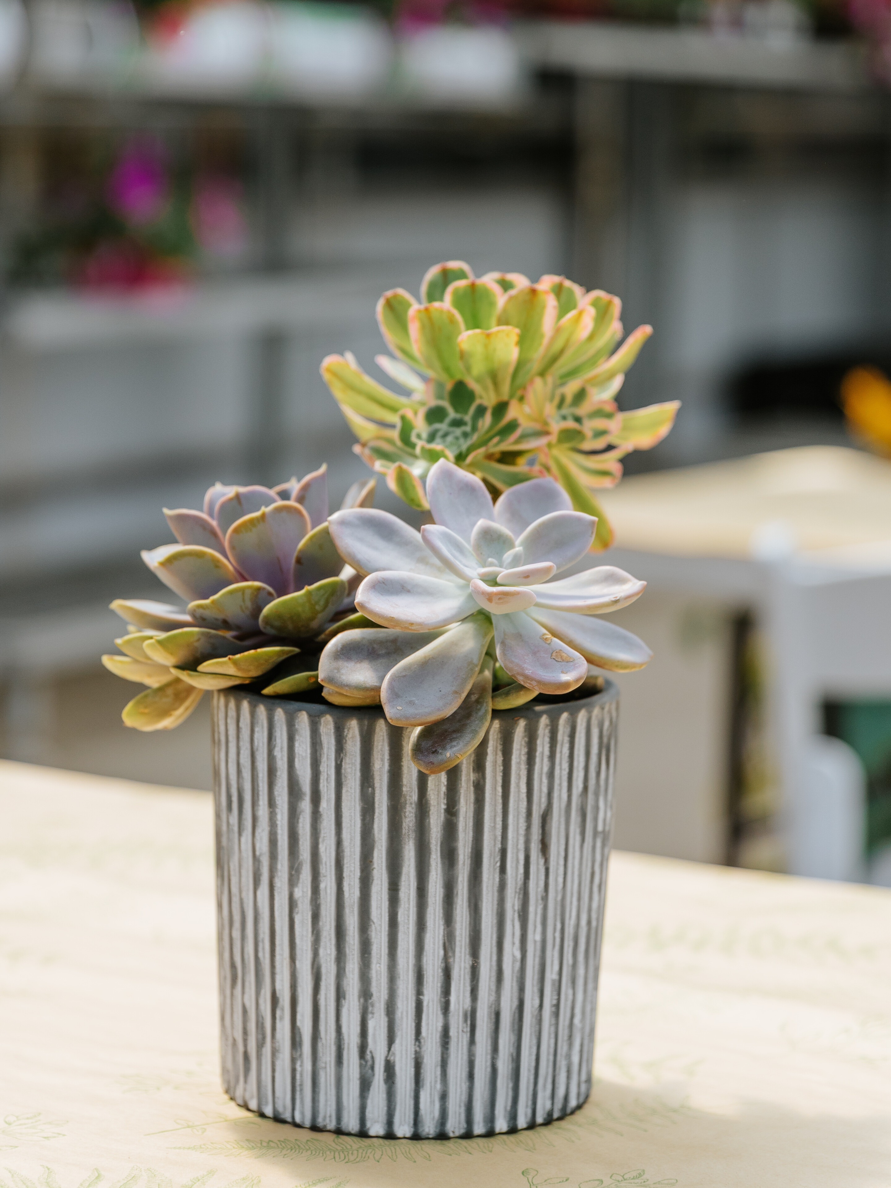 Dutch Growers | Plants & Pots, Plantcare, Fashion, Home & Lifestyle ...