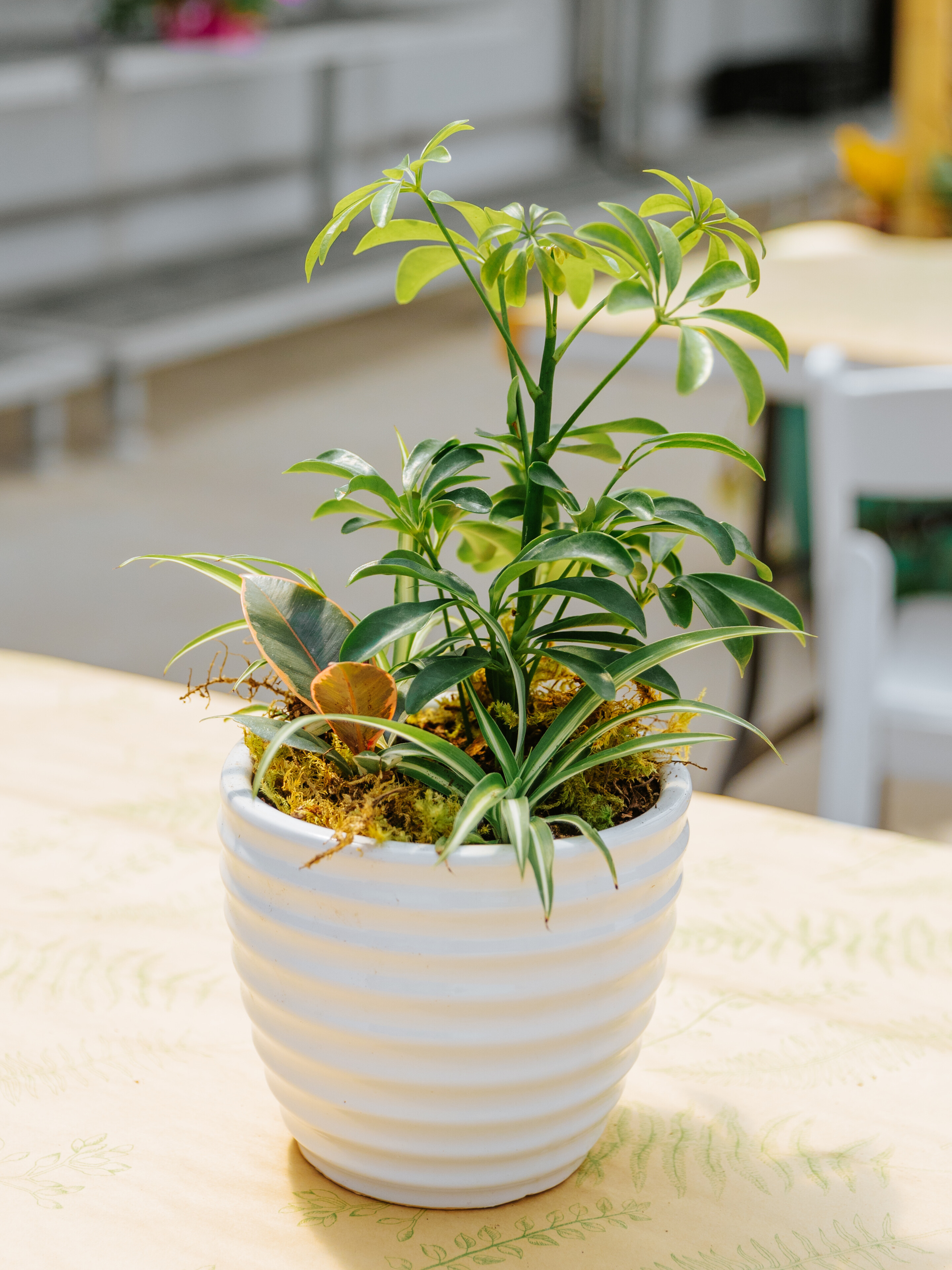 Dutch Growers | Plants & Pots, Plantcare, Fashion, Home & Lifestyle ...