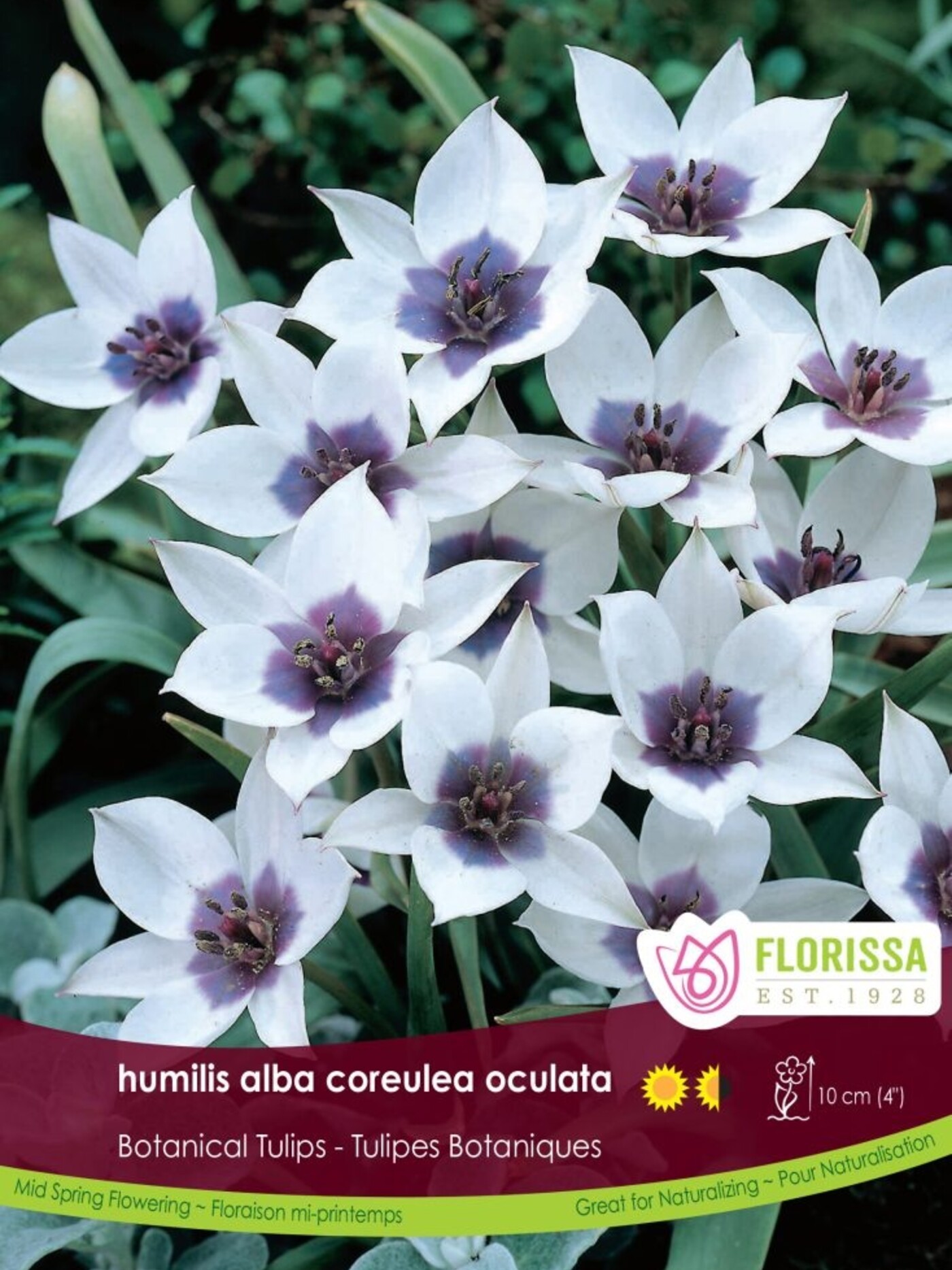 Plants & Pots | Dutch Growers Saskatoon - Dutch Growers Saskatoon