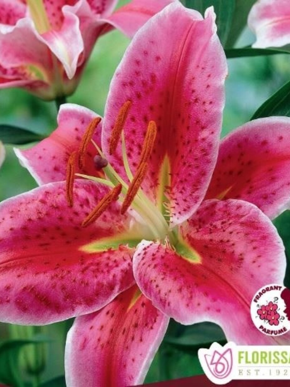 Dutch Growers | Plants & Pots, Plantcare, Fashion, Home & Lifestyle ...