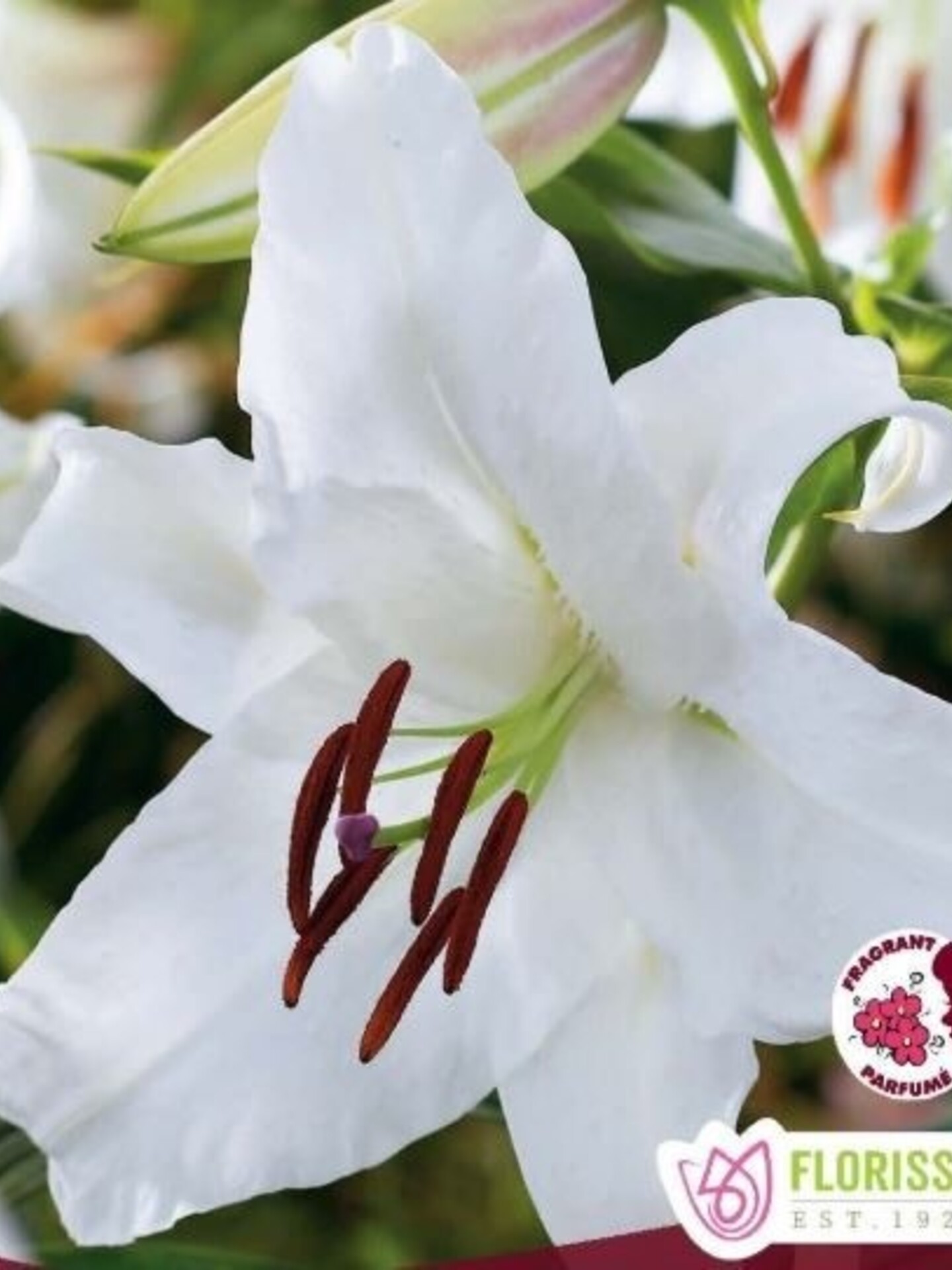 Dutch Growers | Plants & Pots, Plantcare, Fashion, Home & Lifestyle ...