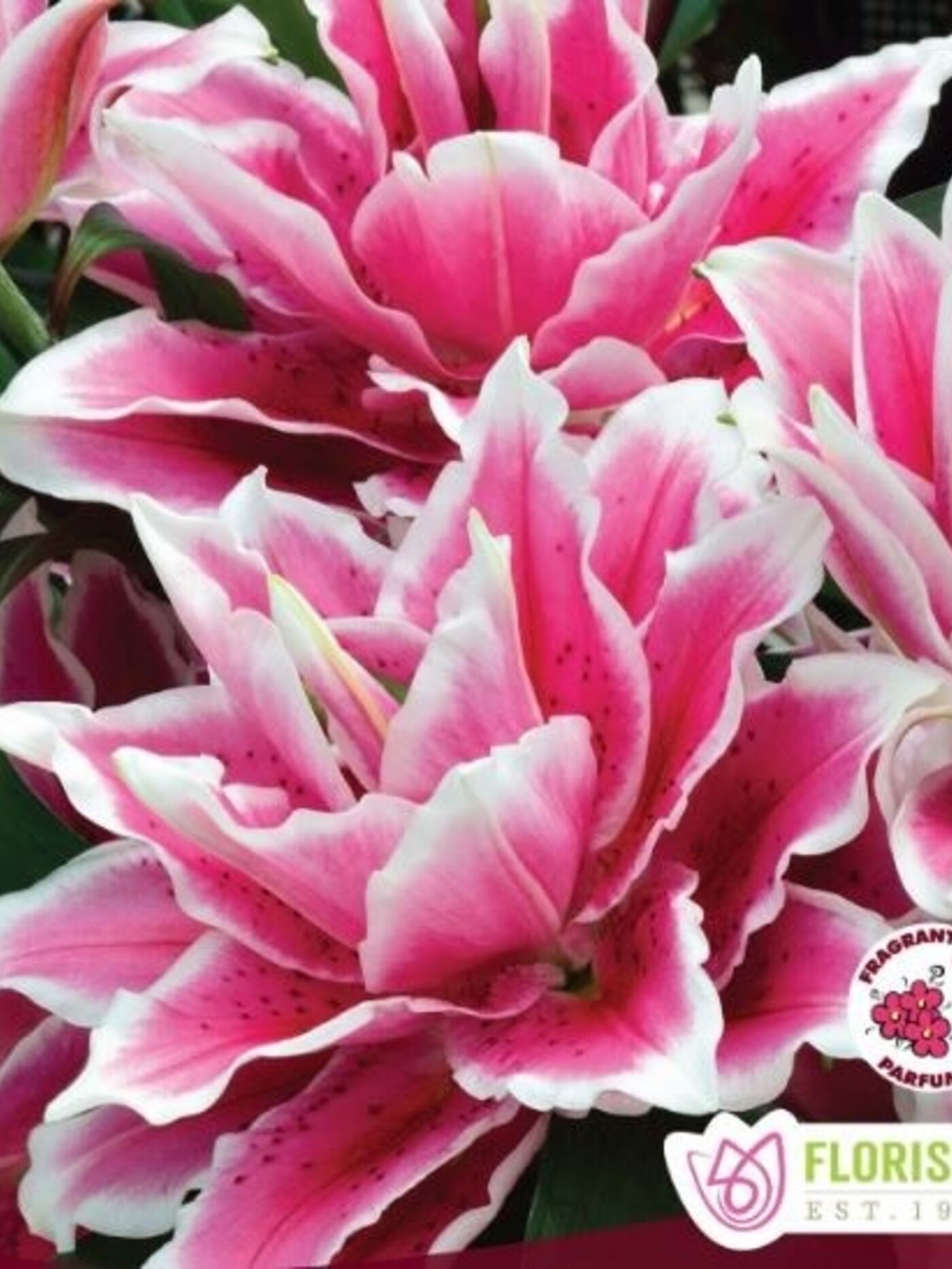 Dutch Growers | Plants & Pots, Plantcare, Fashion, Home & Lifestyle ...