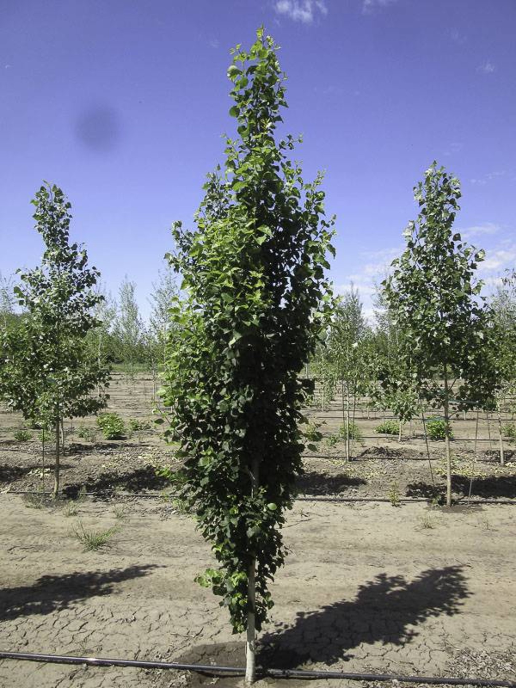 Aspen Prairie Skyrise - Dutch Growers Saskatoon