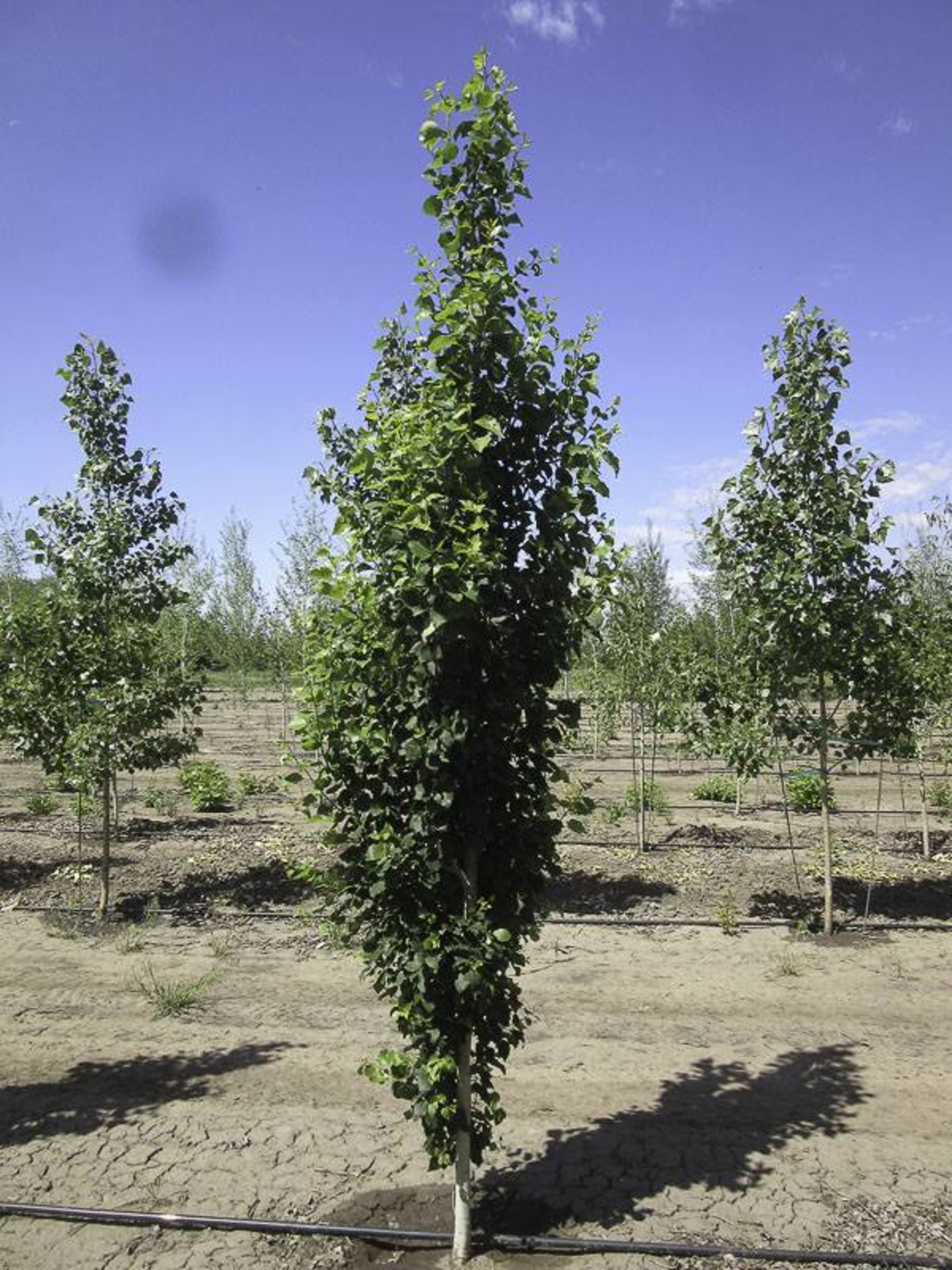 Trees & Shrubs | Dutch Growers Saskatoon - Dutch Growers Saskatoon