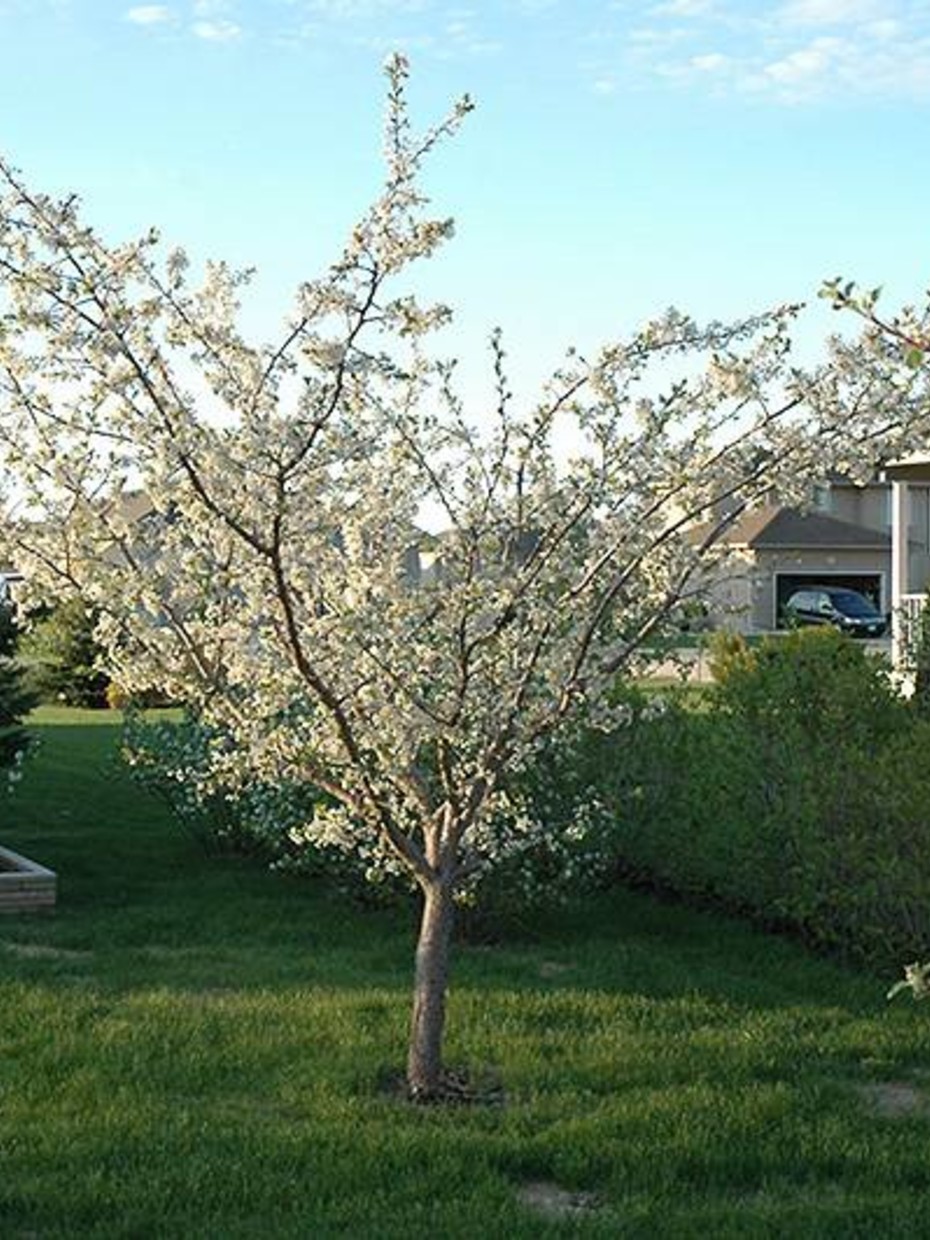 Plum Pembina - Dutch Growers Saskatoon