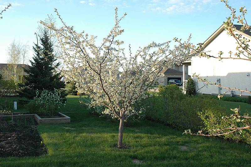 Plum Pembina - Dutch Growers Saskatoon