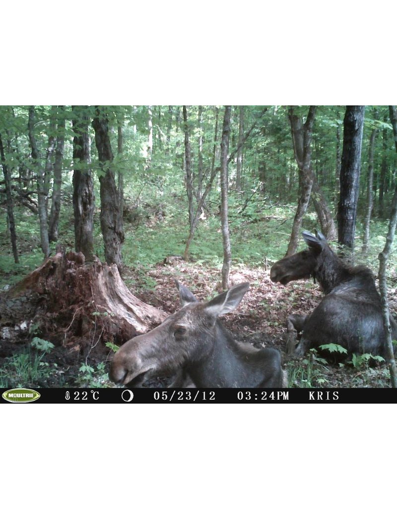 Rack Stacker Bull Slop Licorice - Rack Stacker