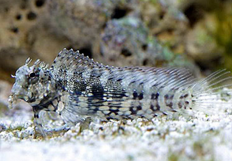 Sailfin Blenny