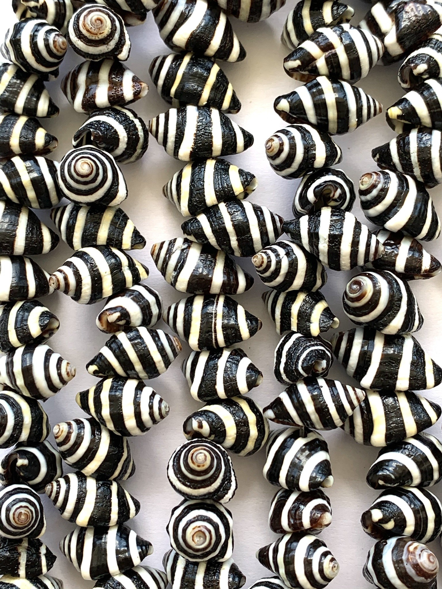 Zebra Shell Strand Strand - da Bead Shop