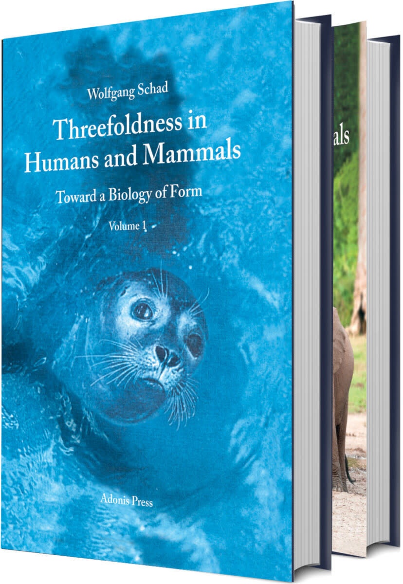 Threefoldness in Humans and Mammals - Toward a Biology of Form - Paper ...