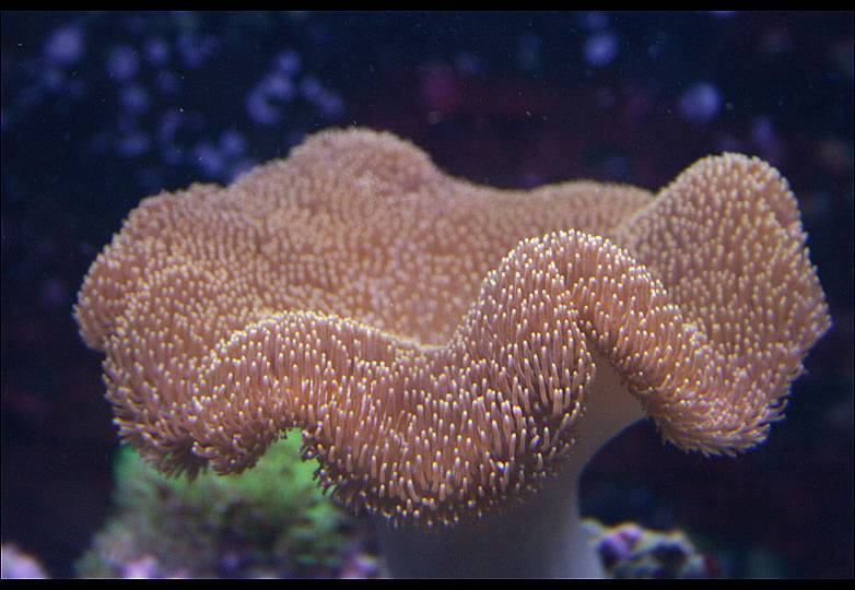 Toadstool Leather Green | Aquarium Illusions Inc 17211 - 107 ave NW