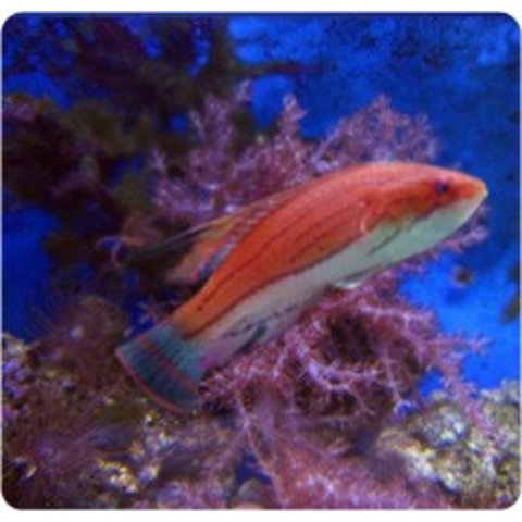 Carpenter's Flasher Wrasse | Aquarium Illusions Inc 17211 - 107 ave NW