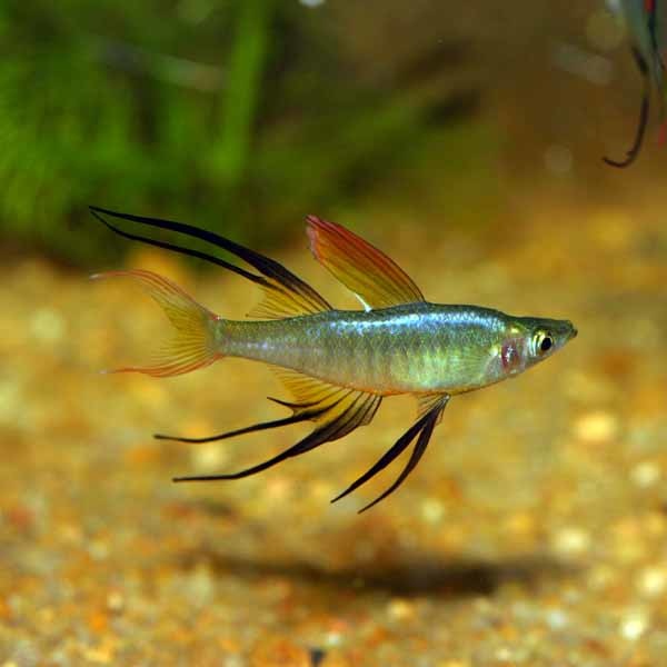 Threadfin Rainbowfish | Aquarium Illusions Inc 17211 - 107 ave NW