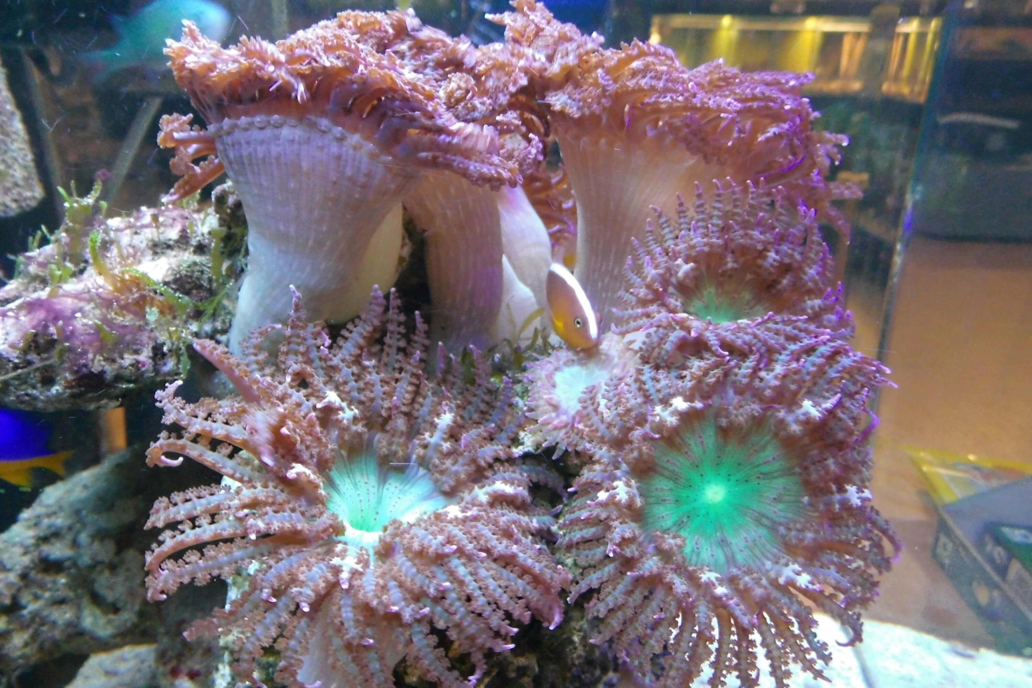 Beaded Anemone | Aquarium Illusions Inc 17211 - 107 ave NW
