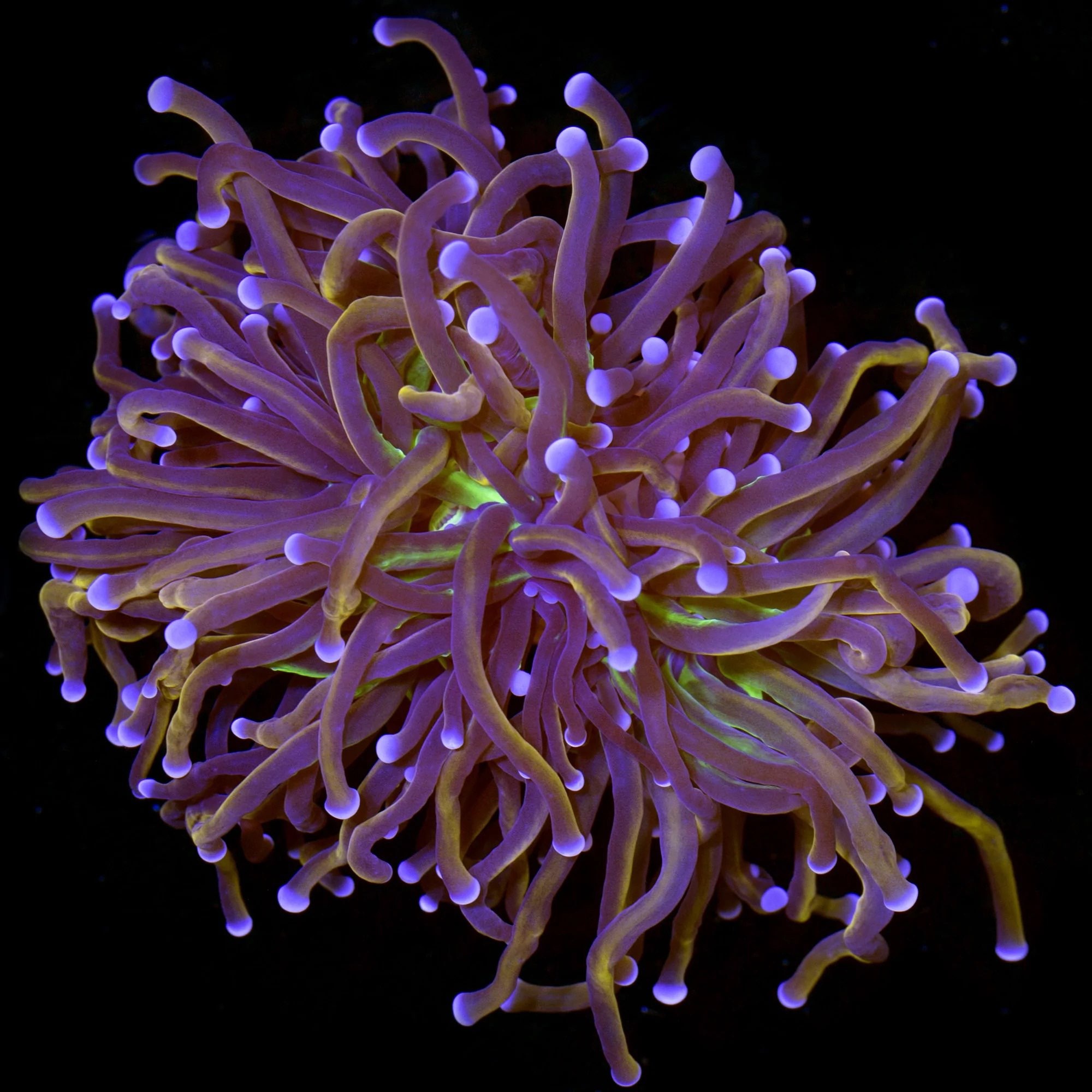 Gold Stripe Torch Frag (2 Head) | Aquarium Illusions Inc 17211 - 107 ave NW