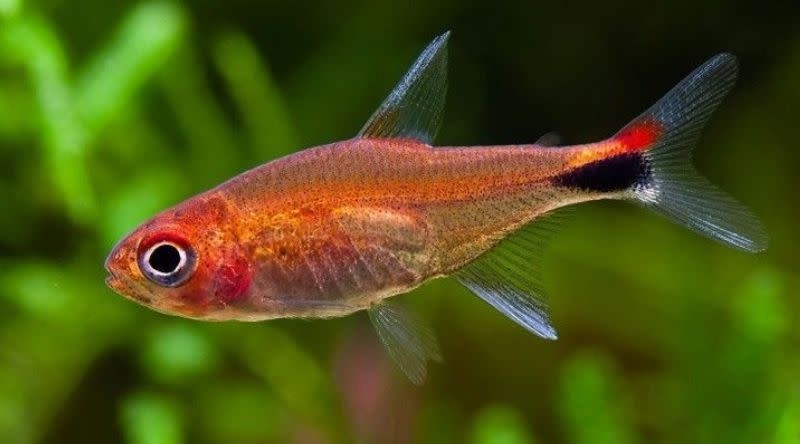 Ruby Tetra | Aquarium Illusions Inc 17211 - 107 ave NW