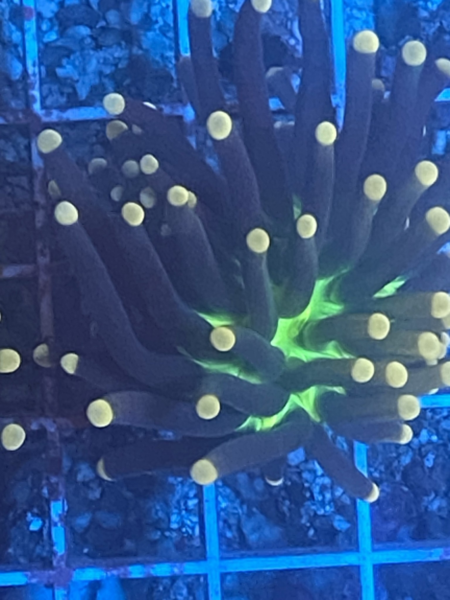 Joker Torch Frag 2 head | Aquarium Illusions Inc 17211 - 107 ave NW