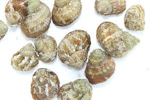 Chestnut Turbo Snail | Aquarium Illusions Inc 17211 - 107 ave NW