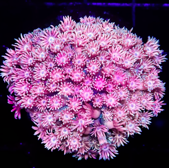 Goniopora Pink Polyps | Aquarium Illusions Inc 17211 - 107 ave NW