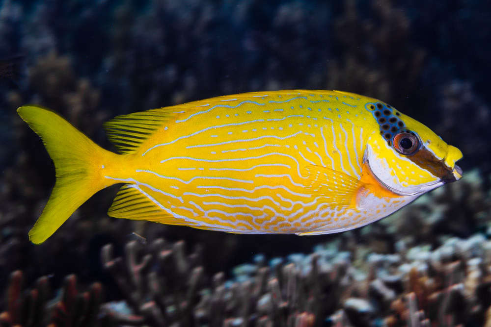Gold Masked Rabbitfish | Aquarium Illusions Inc 17211 - 107 ave NW