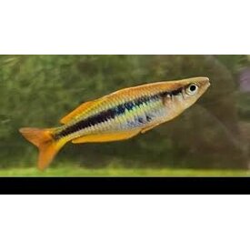 Aquarium Illusions - Custom Built Aquariums, Aquarium Decorations, And ...