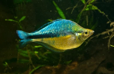 Lake Kutubu Rainbowfish Male | Aquarium Illusions Inc 17211 - 107 ave NW