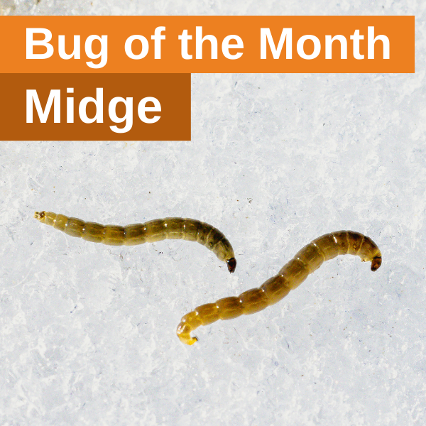 Bug of the Month Fly Assortment - Midge - Angler's Covey