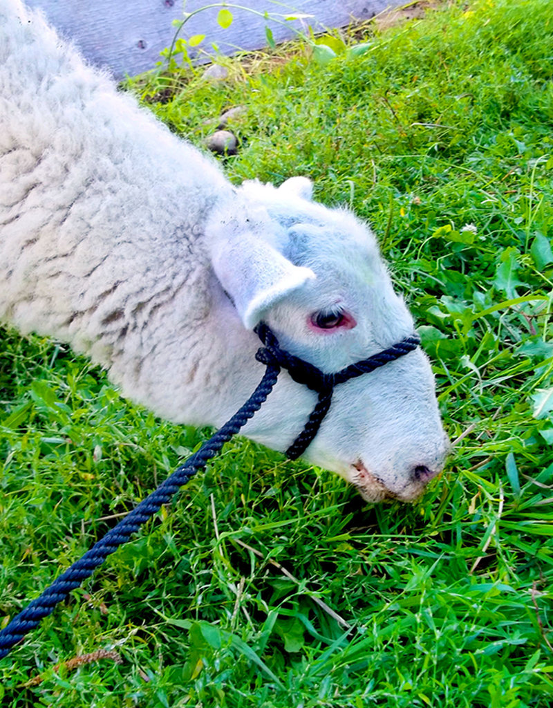 Poly Adjustable Sheep Halter - Pet Central Limited