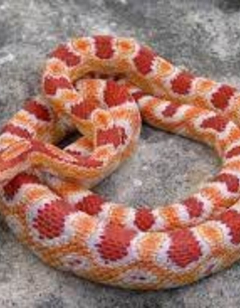 Reverse Okeetee Corn Snake