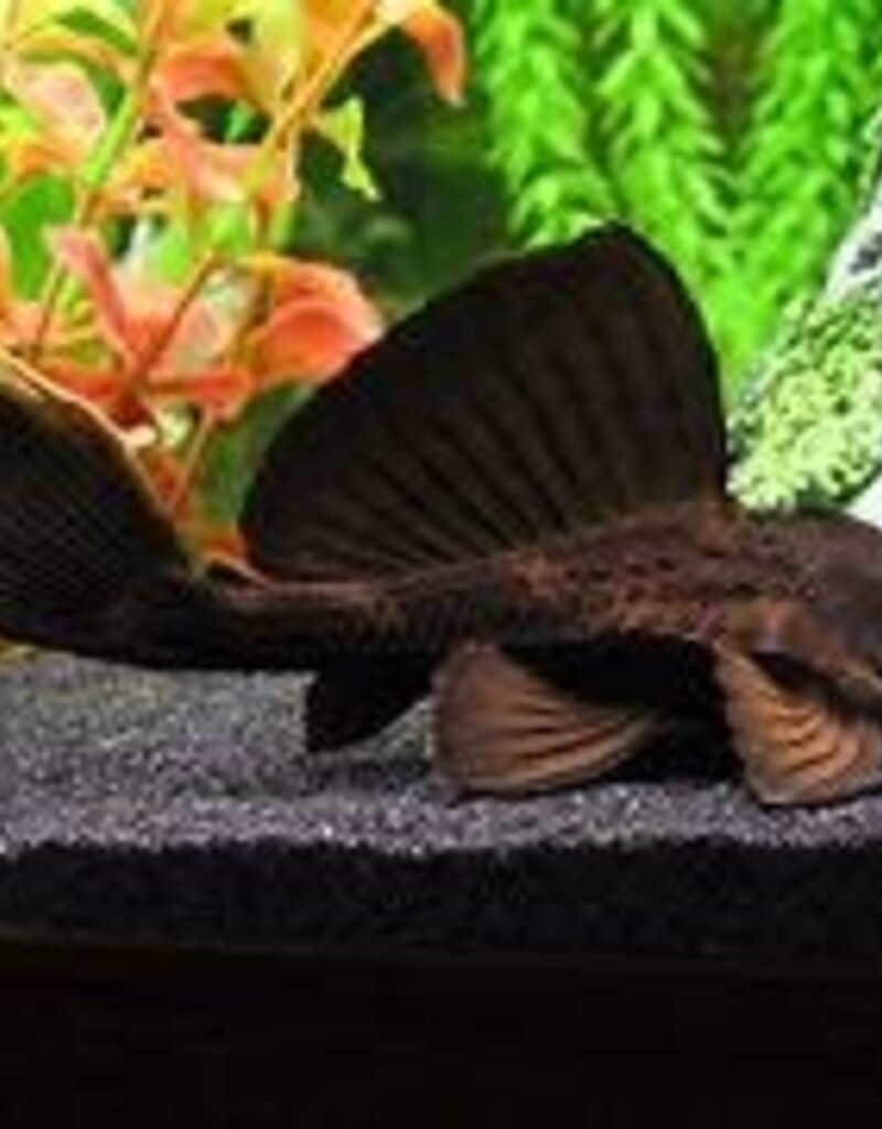 Rhino Pleco