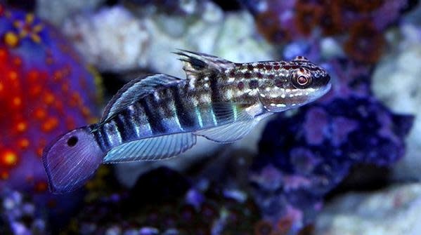 Bullet Goby - Salt Water Fish - Pet Central Limited