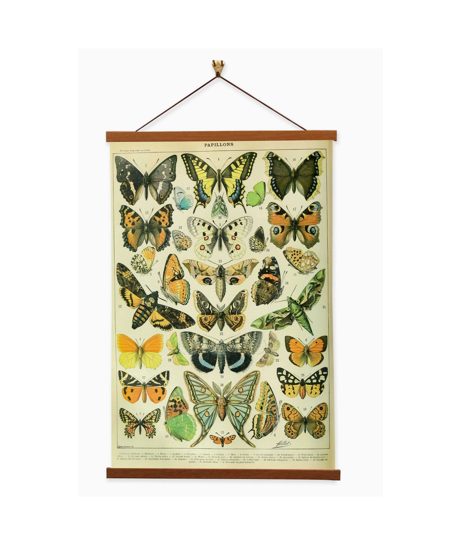 Papillons Set C Canvas Print - Home