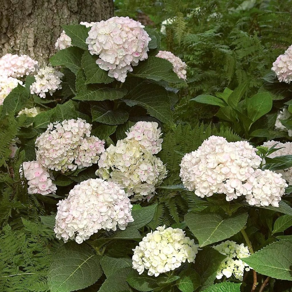 Blushing Bride Hydrangea