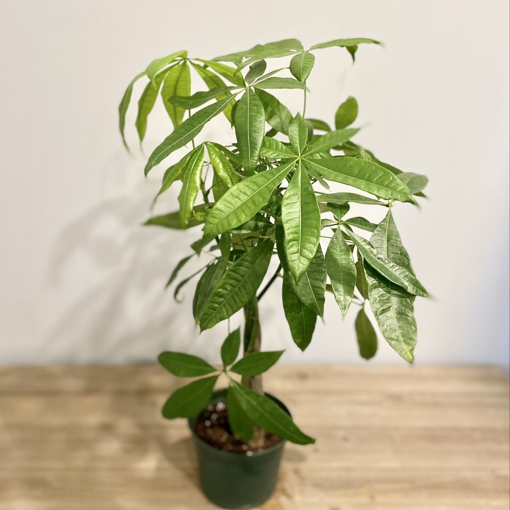 Money Tree Plant Flower